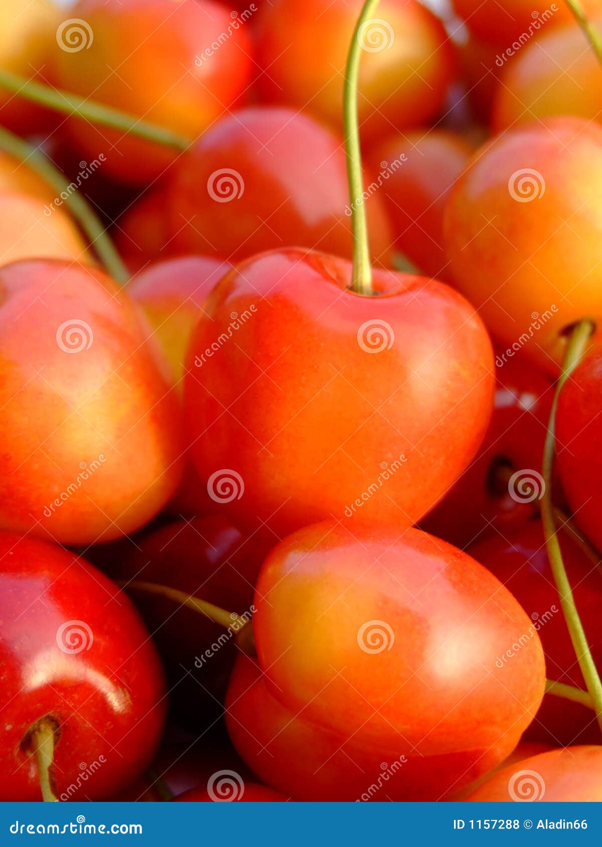 Double color cherries stock photo. Image of yellow, fruit - 1157288