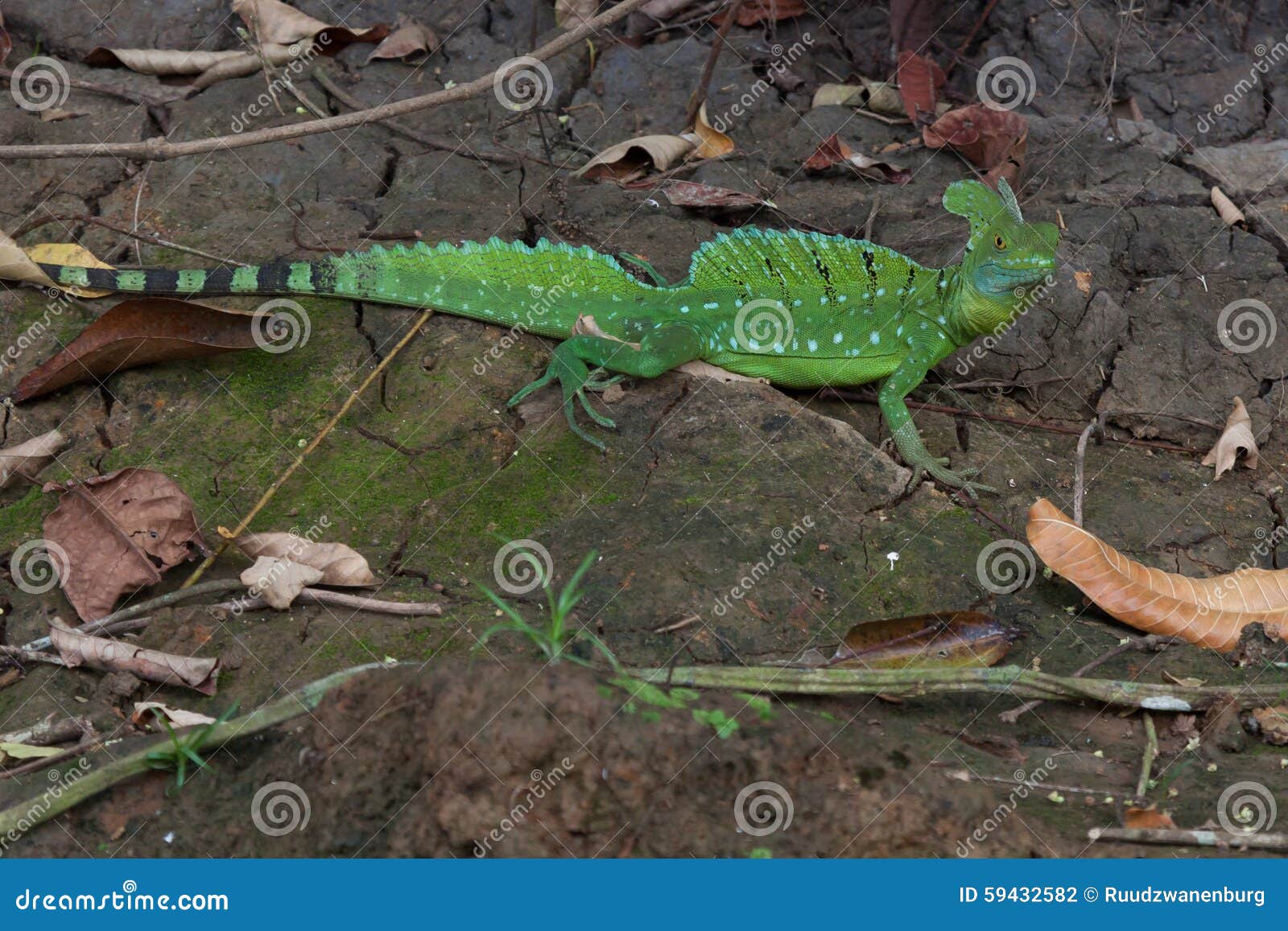Crested Basilis Stock Photos - Free & Royalty-Free Stock Photos from ...
