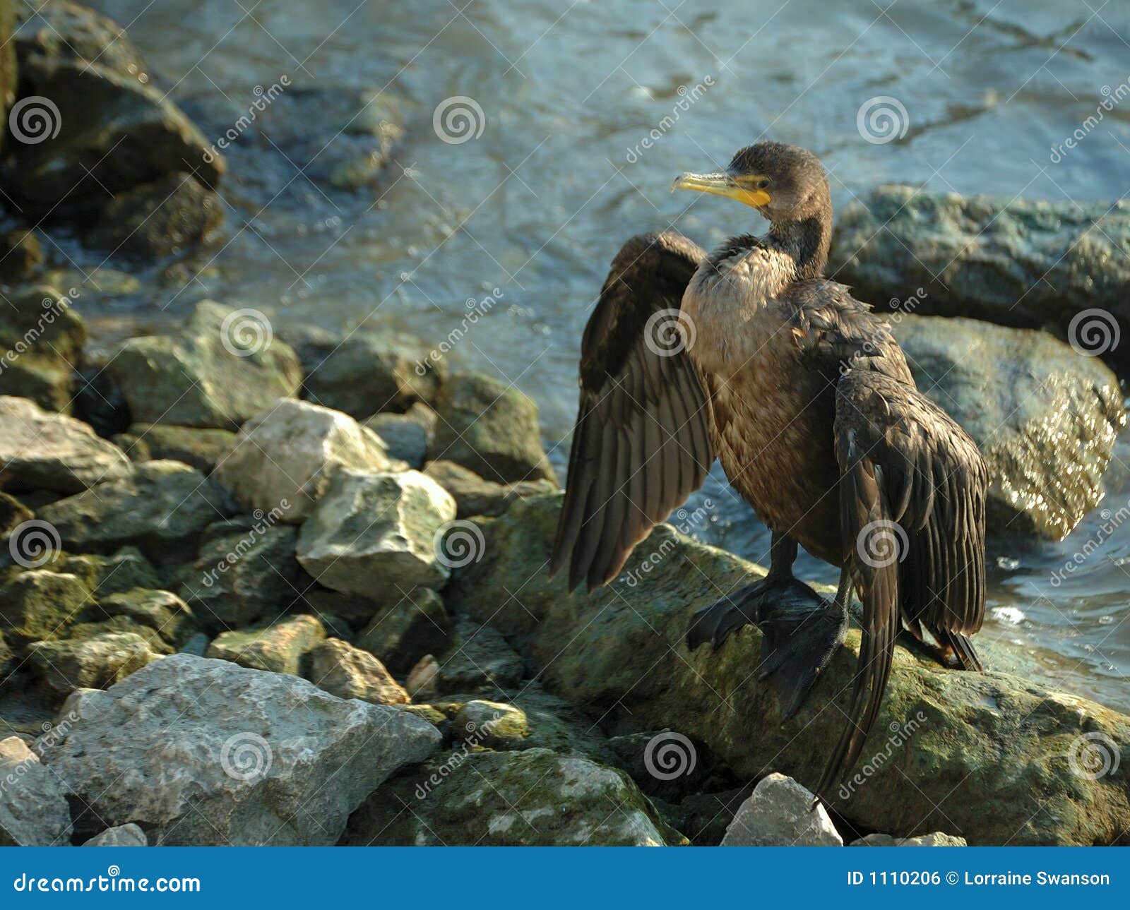 Double-Crested Cormorant stock photo. Image of saskatchewan - 1110206