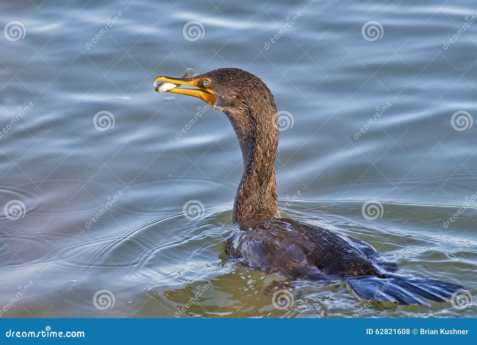 Double Crested Cormorant with Fish Stock Photo - Image of cormorant ...