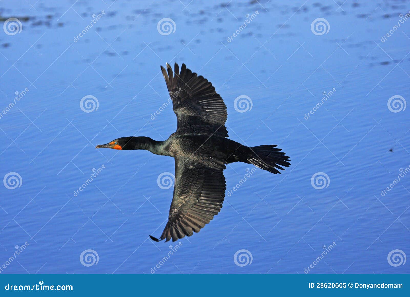 Double-Crested Cormorant Male Stock Image - Image of animal, cormorant ...