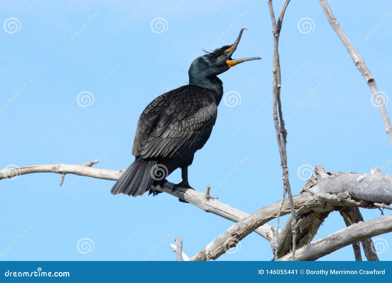 Double-crested Cormorant with Open Beak Stock Image - Image of behavior ...