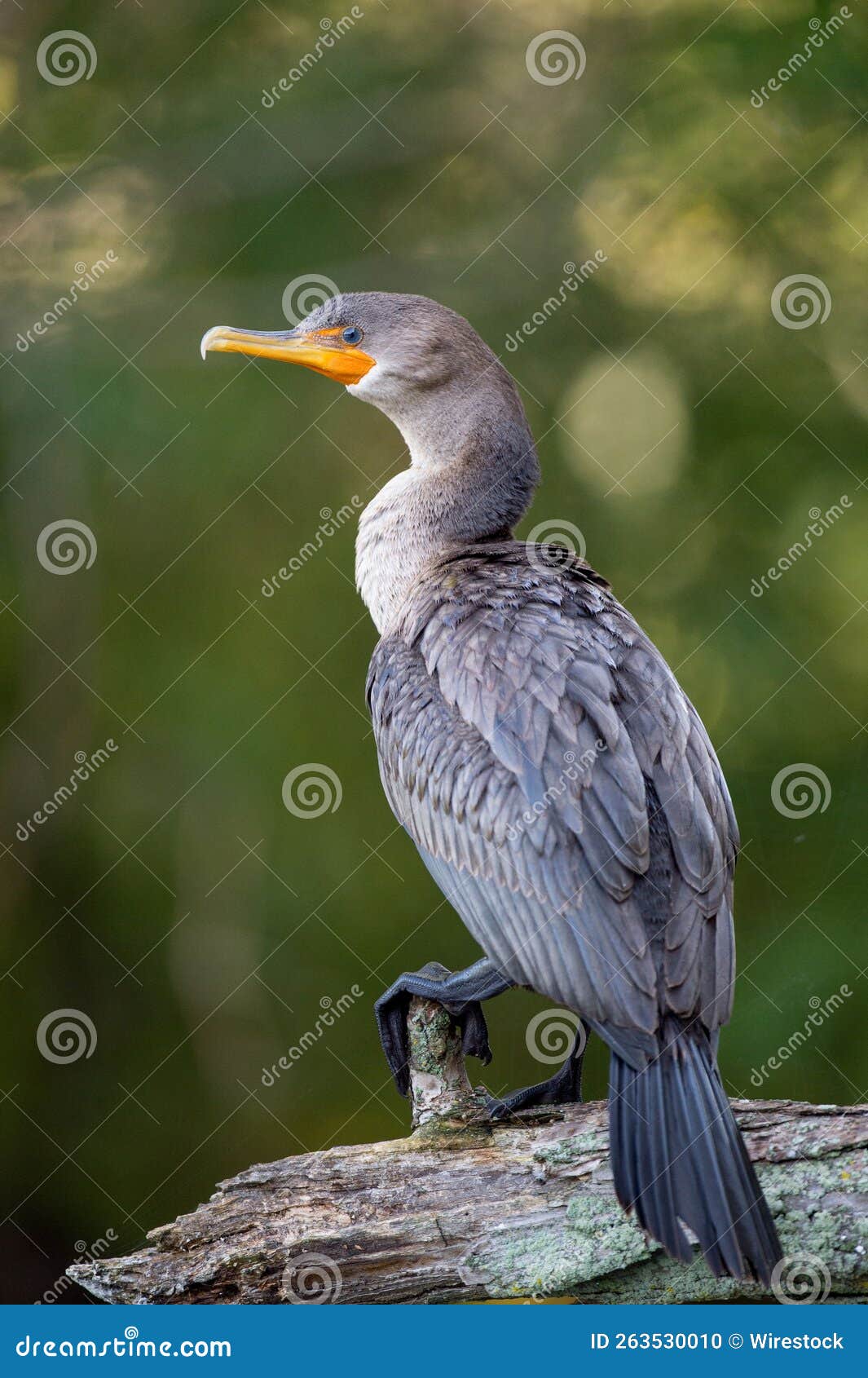 Double-crested Cormorant Perched on a Tree Branch on a Blury Green ...