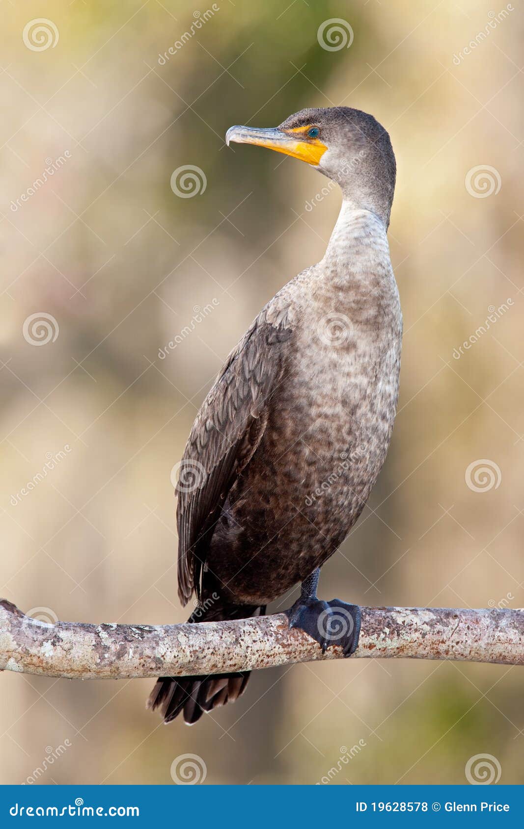 Double-crested Cormorant (Phalacrocorax Auritus) Stock Photo - Image of ...