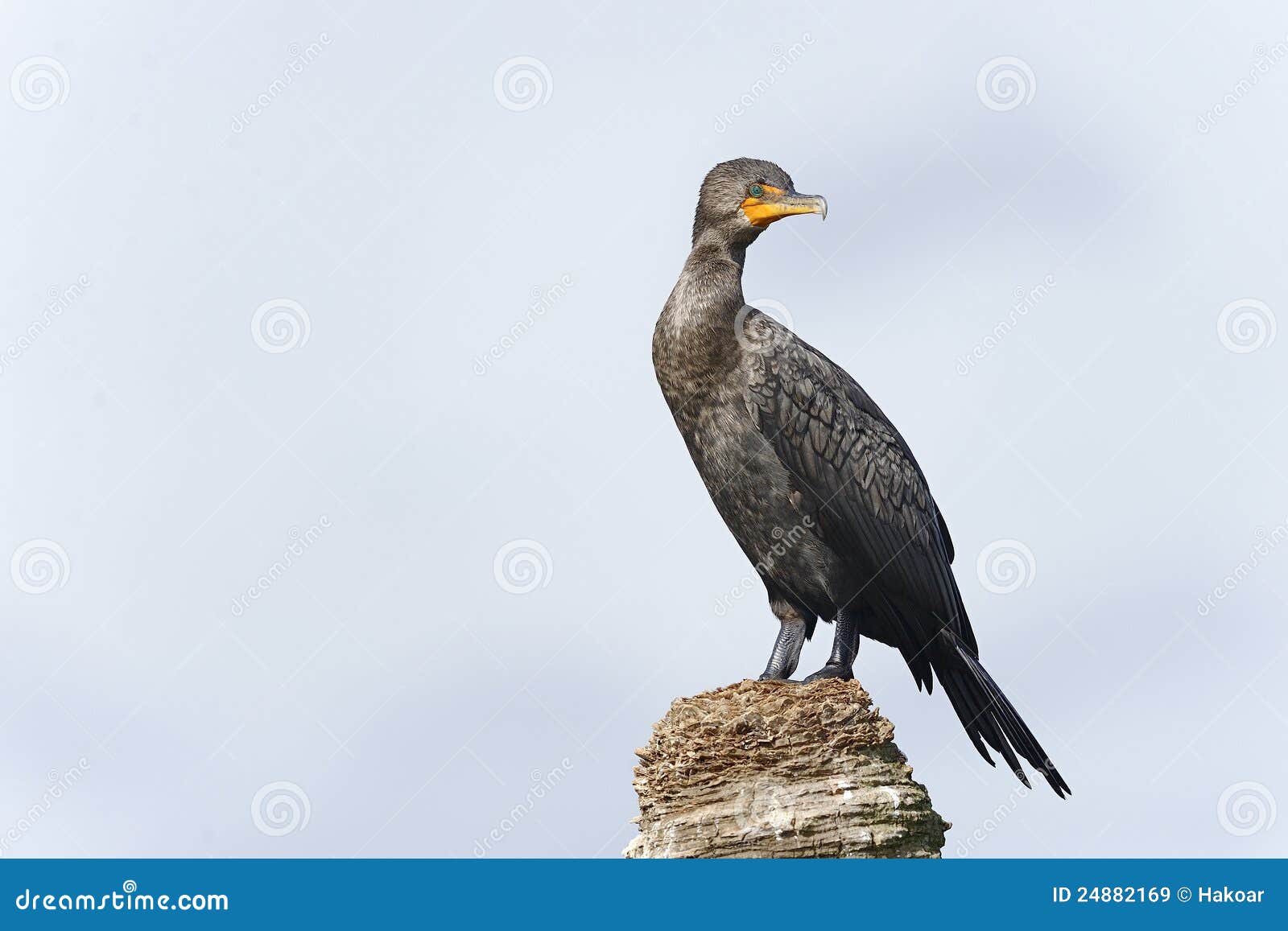 Double-crested Cormorant, Phalacrocorax Auritus Stock Image - Image of ...