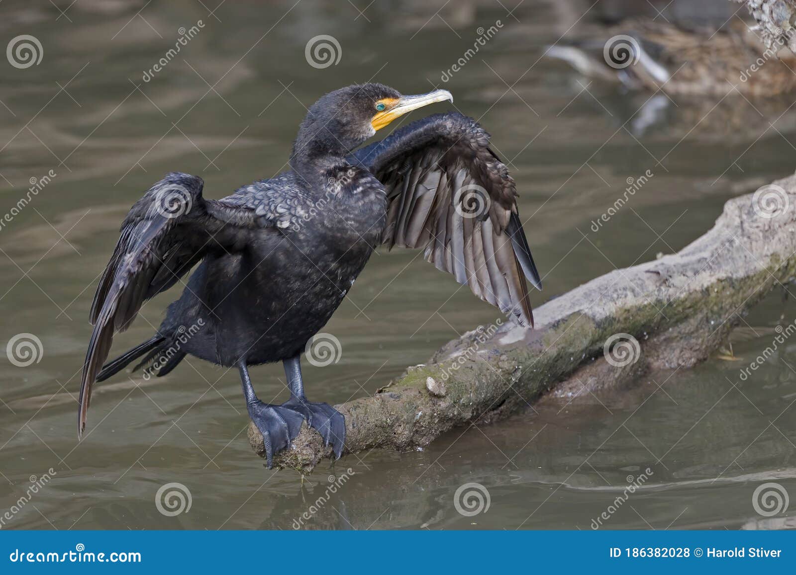 653 Cormorant Wing Spread Stock Photos - Free & Royalty-Free Stock ...