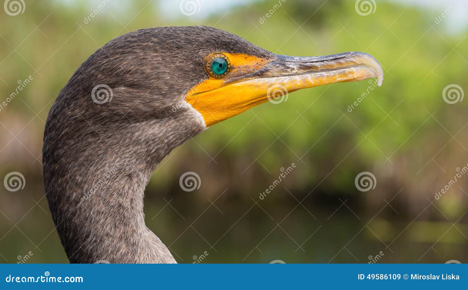 Double-crested cormorant stock image. Image of beak, america - 49586109