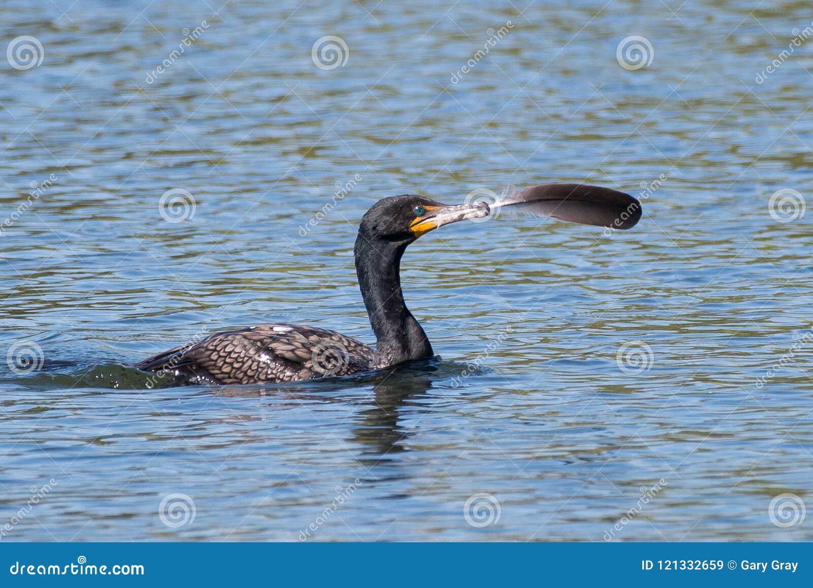 Double-crested Cormorant Swimming in a Lake with Feather Stock Image ...