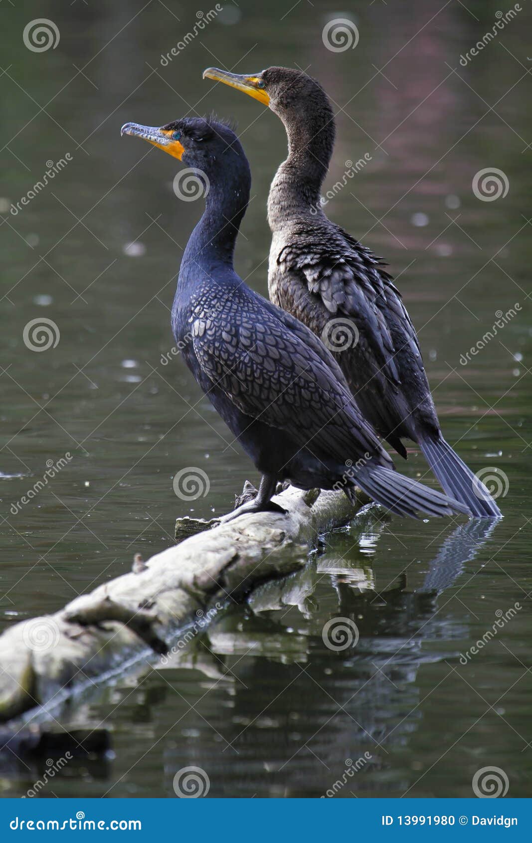 Double-Crested Cormorants Pair Stock Photo - Image of male, female ...