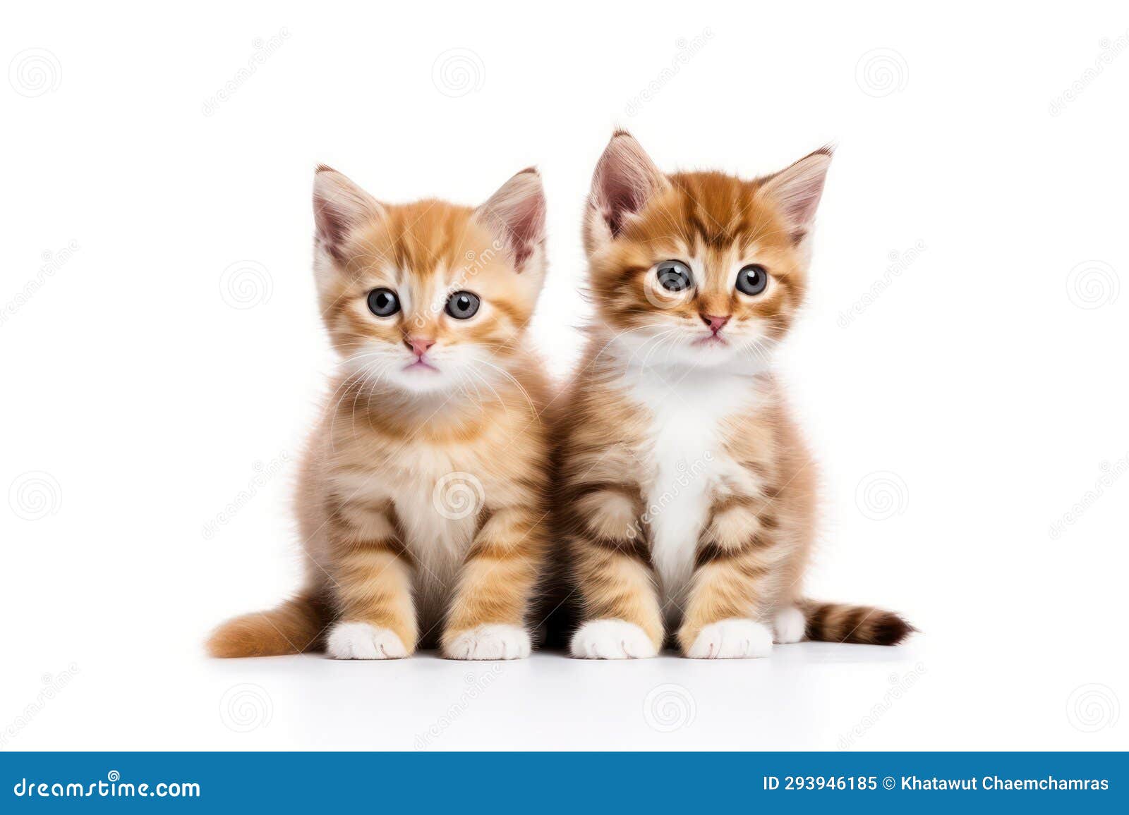 Double the Cuteness: Two Small Kittens in Adorable Isolation on White ...