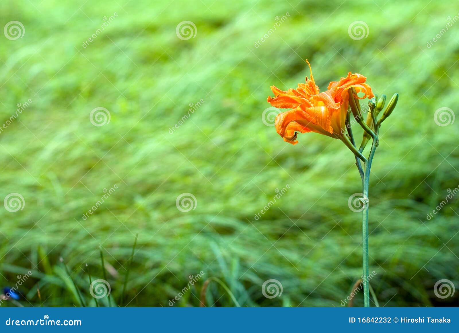 Double dayLily stock photo. Image of petal, blossom, plant - 16842232