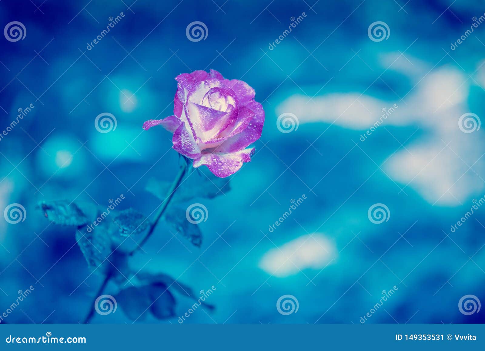 Double Delight Rose Against Blue Background Stock Image - Image of ...