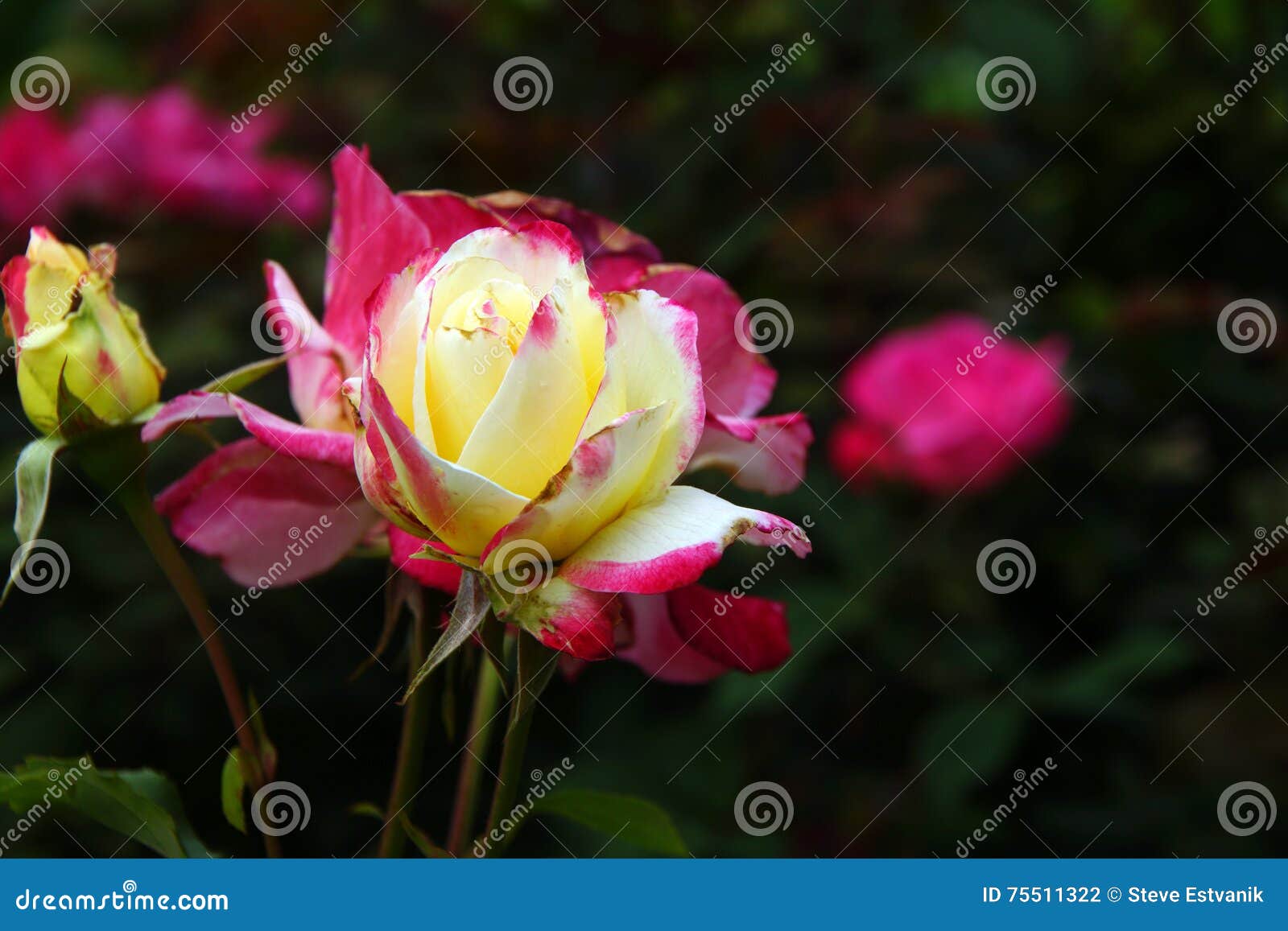 Double delight rose stock photo. Image of plant, detail - 75511322