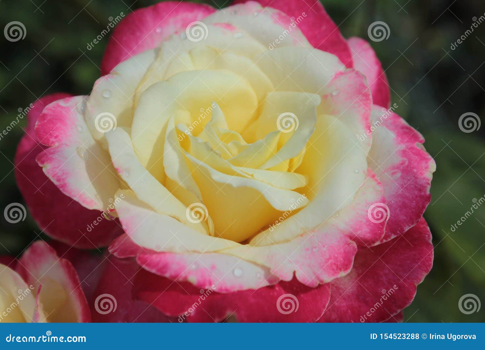 Double Delight Rose Variety that Grows in the Garden. Stock Photo ...