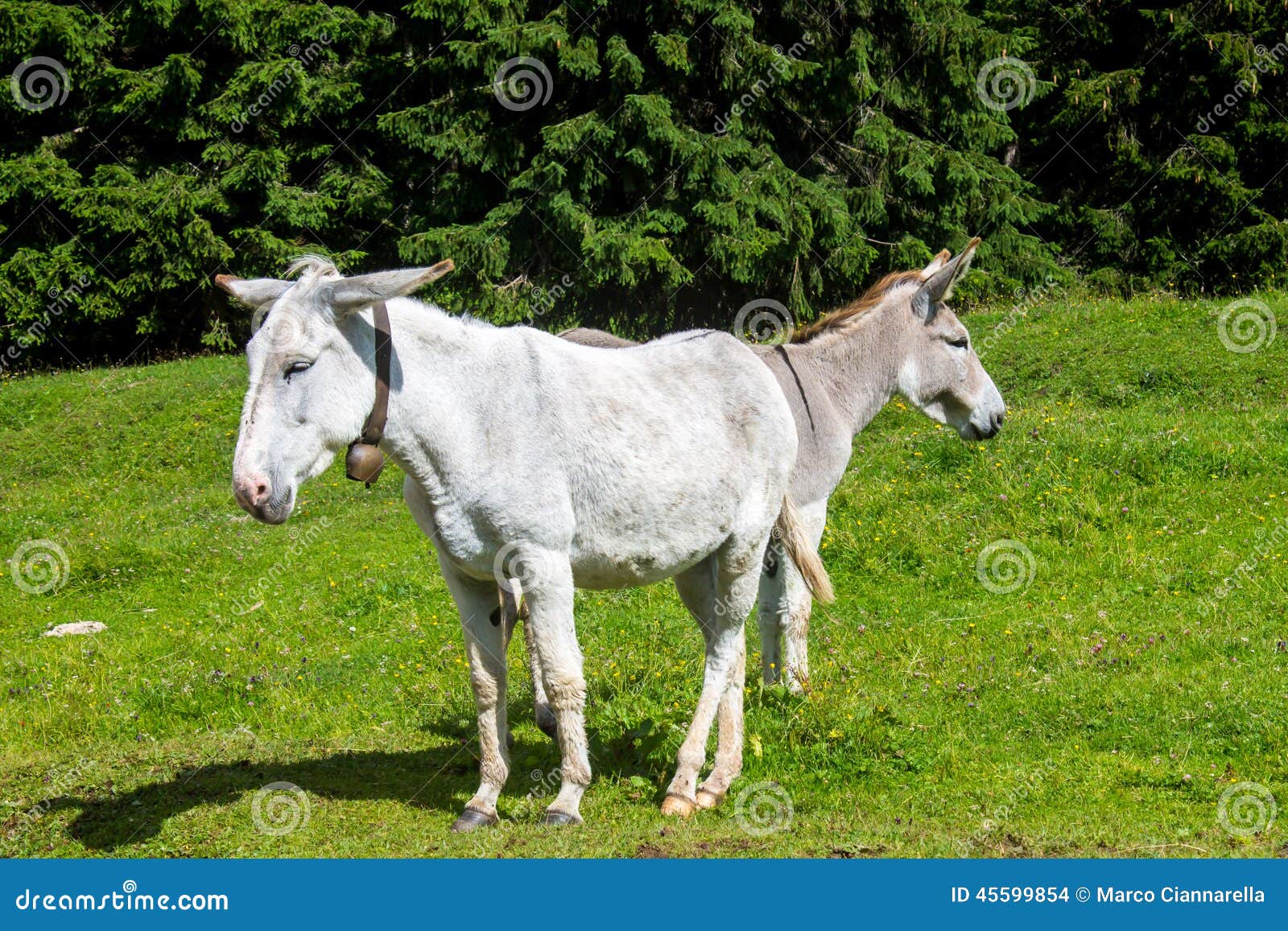 Double donkey stock photo. Image of lawn, doubasup2, alps - 45599854
