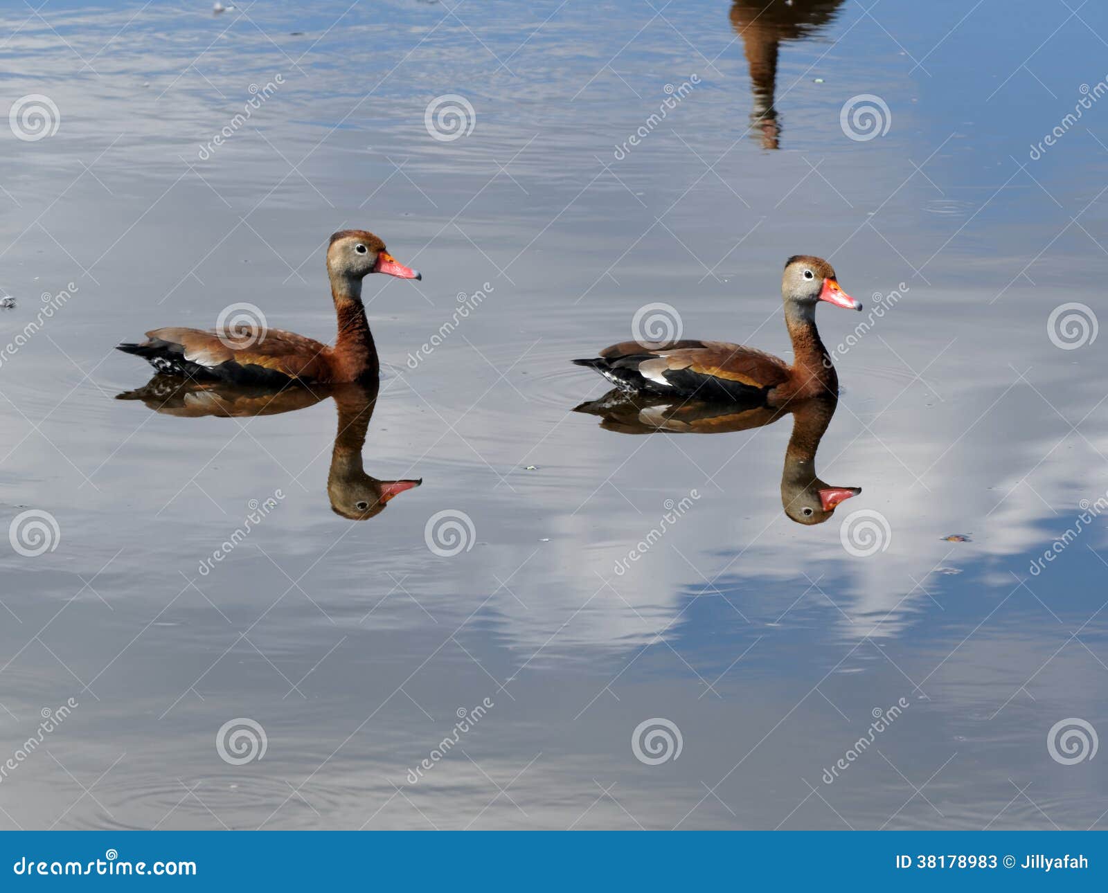 Double Ducks stock image. Image of waterfowl, twins, ducks - 38178983
