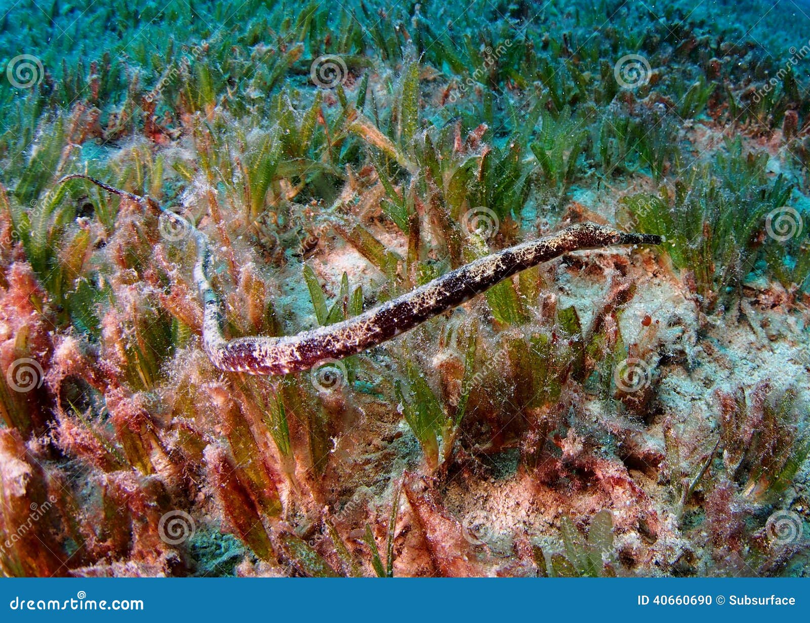 Double-ended Pipefish Red Sea Stock Photo - Image of ended, double ...