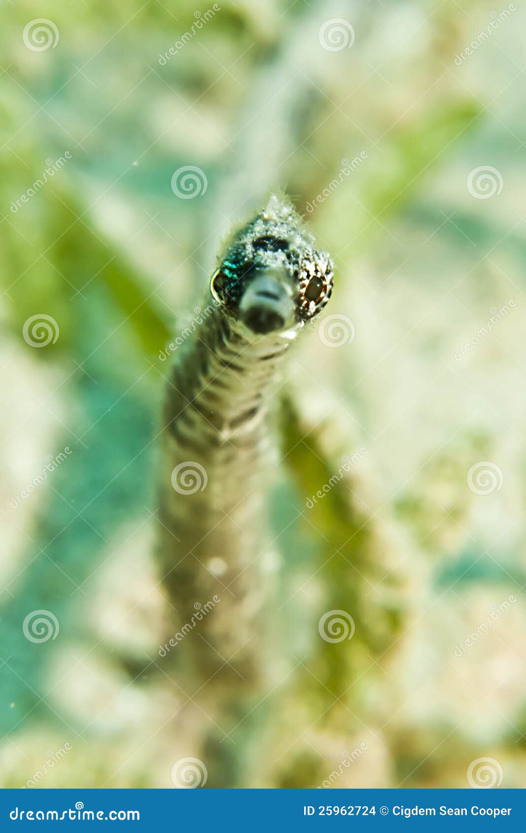 Double-ended Pipefish (Trachyhamphus Bicoarctatus) Stock Photo - Image ...