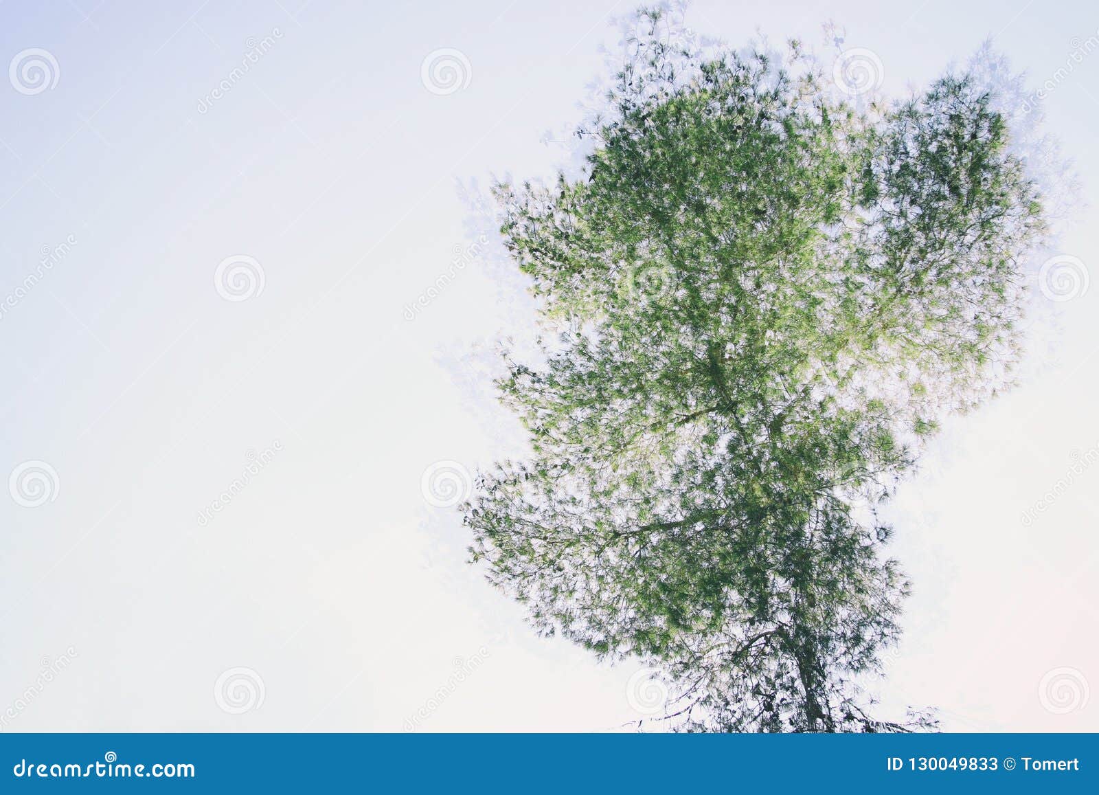 Double Exposure and Abstract Image of Tree at the Forest Over White ...