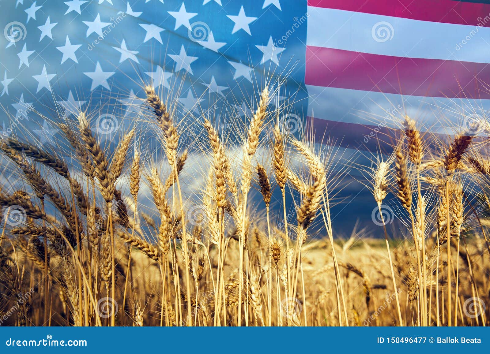 Double Exposure with the American Flag and Wheat Stock Image - Image of ...