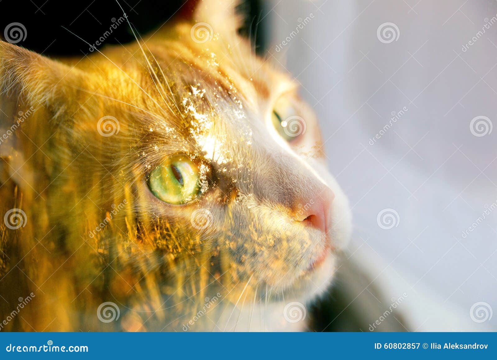 Double Exposure. Autumn Red Cat. Grass Background. Stock Image - Image ...