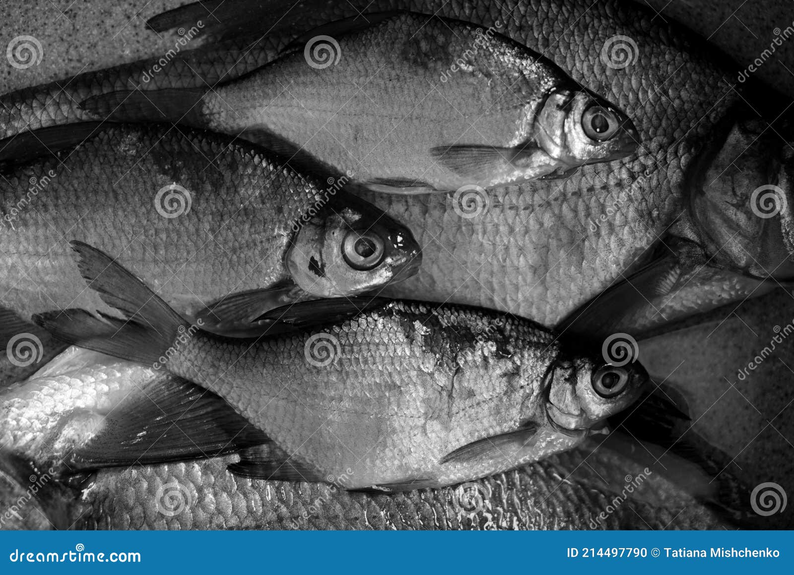 Double Exposure, Cat with Fish Stock Photo - Image of predator ...