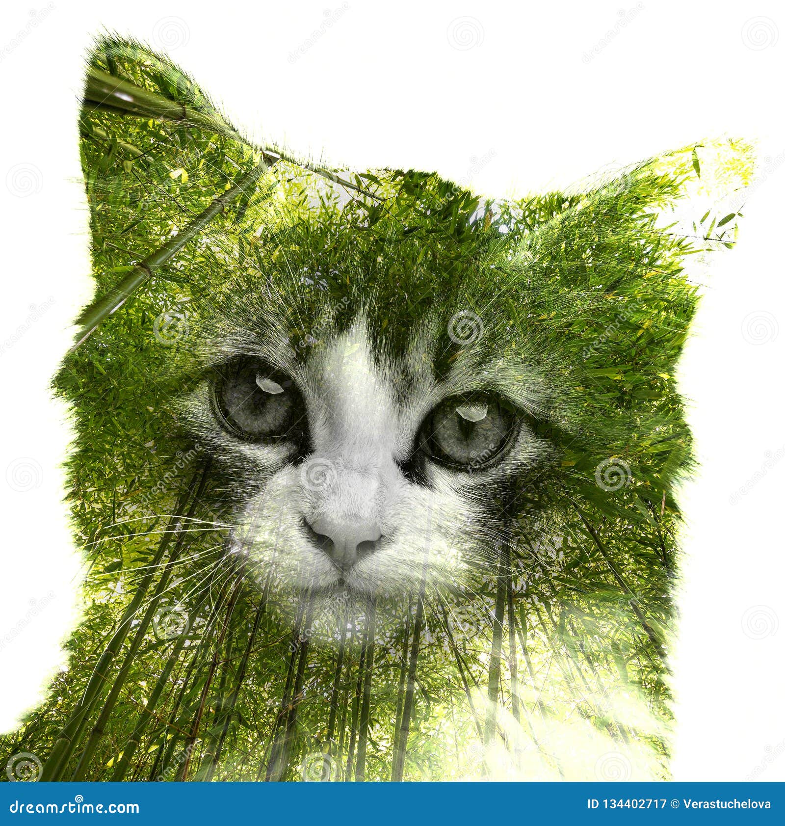 Double Exposure Cat and Green Forest Stock Image - Image of animal ...