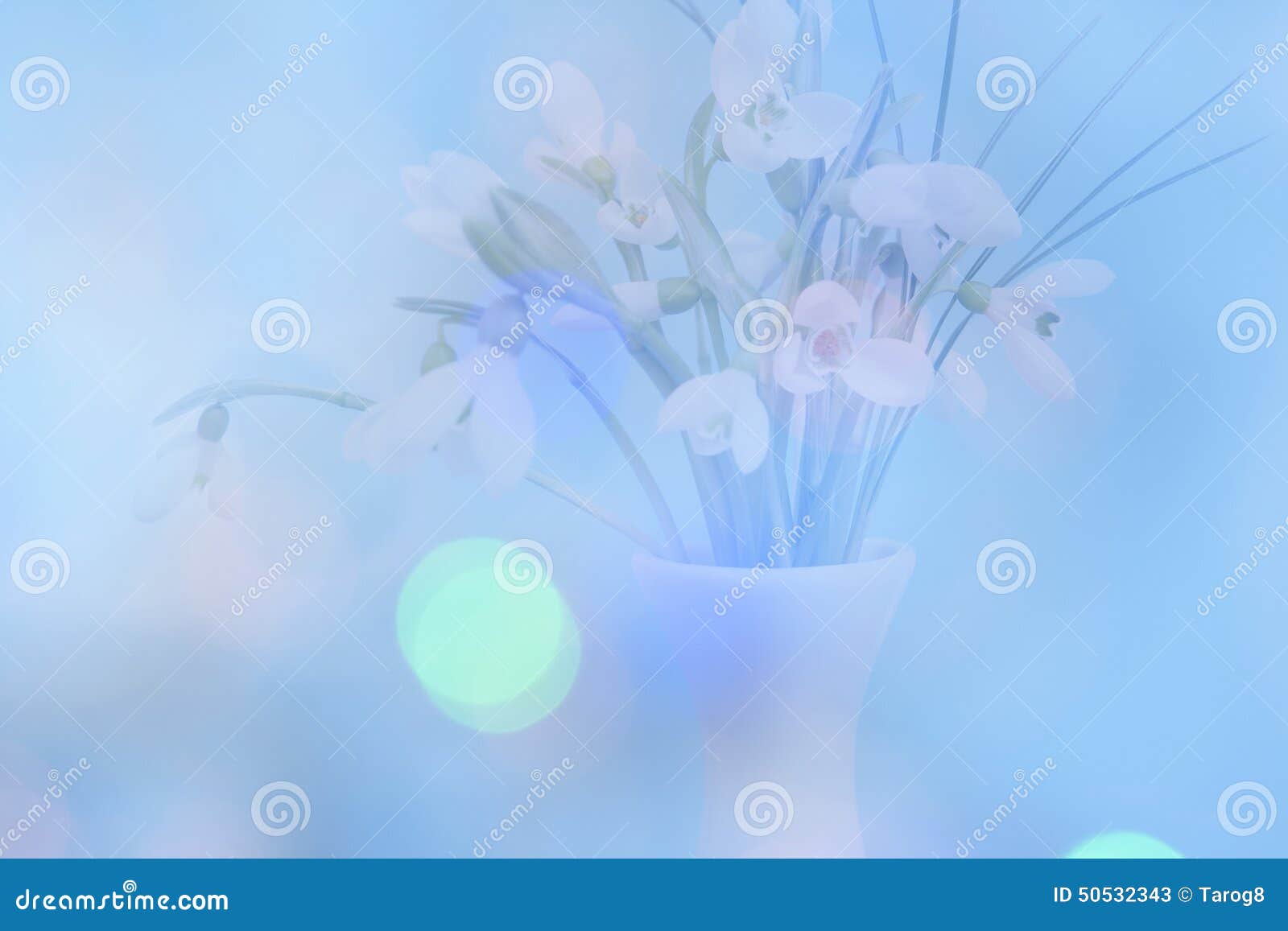 Double Exposure of Delicate Snowdrops with a Blue Bokeh Background ...
