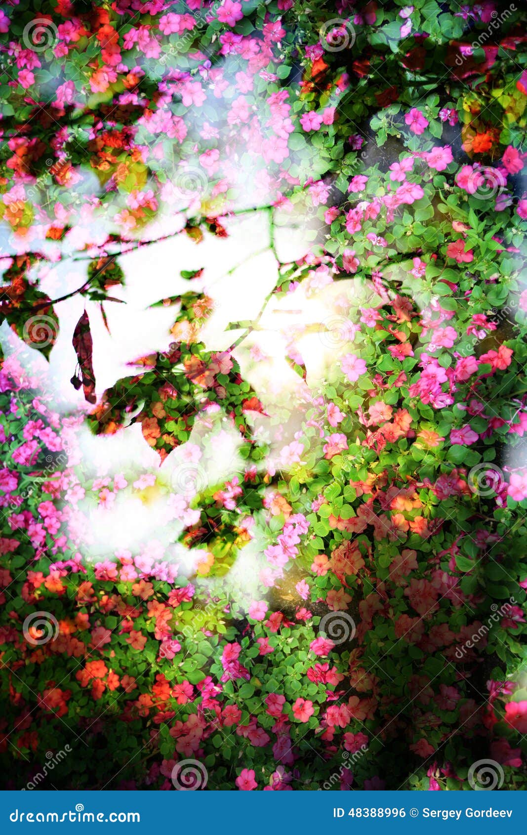 Double Exposure of Floral Objects Stock Photo - Image of blossom ...