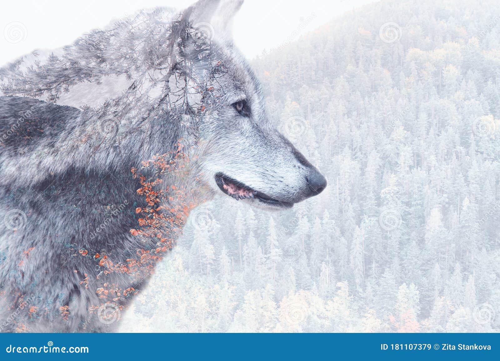 Double Exposure Image of a Wolf and the Forest Stock Image - Image of ...