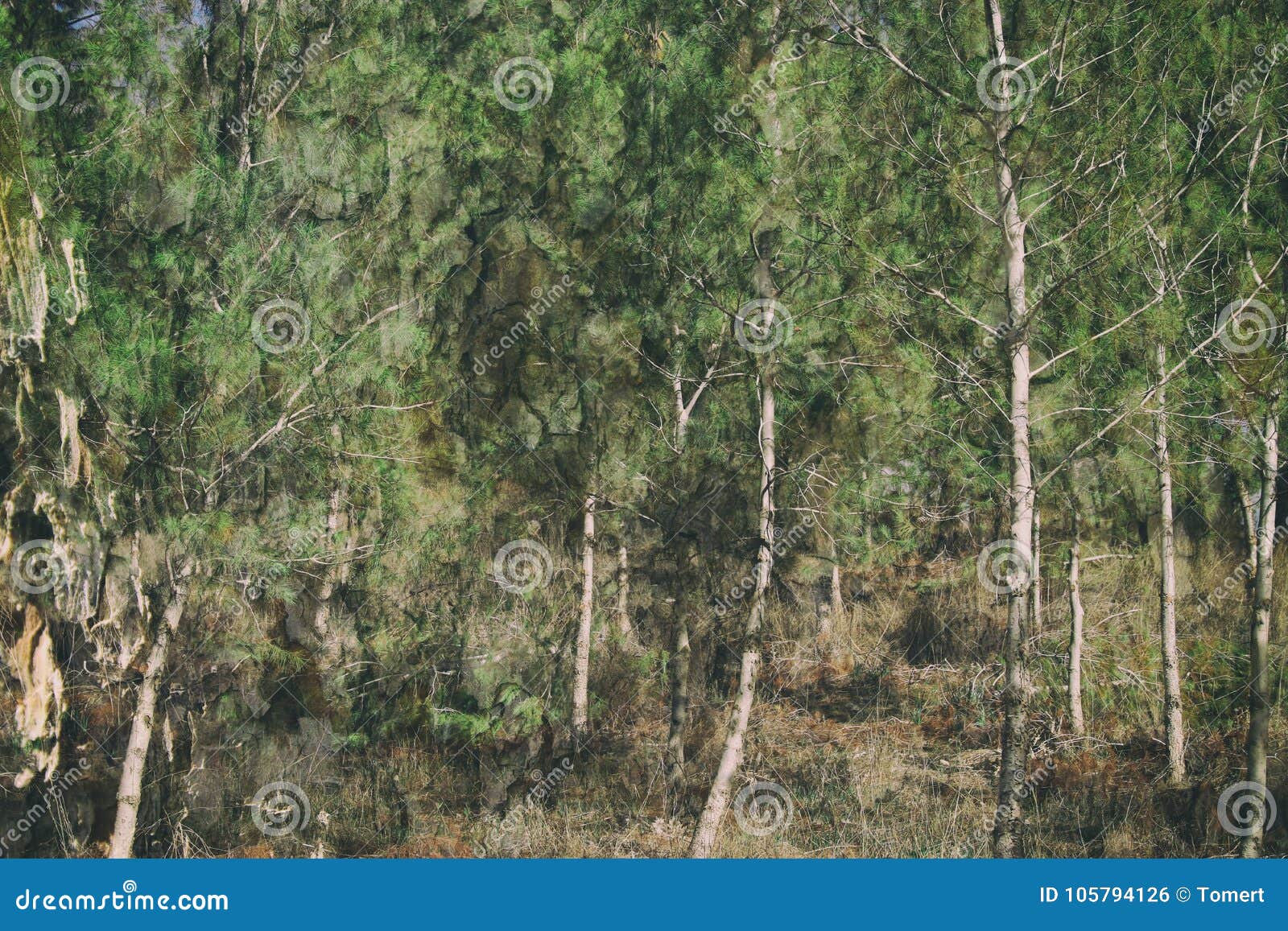 Double Exposure of Single Trees during Spring Time. Stock Photo - Image ...