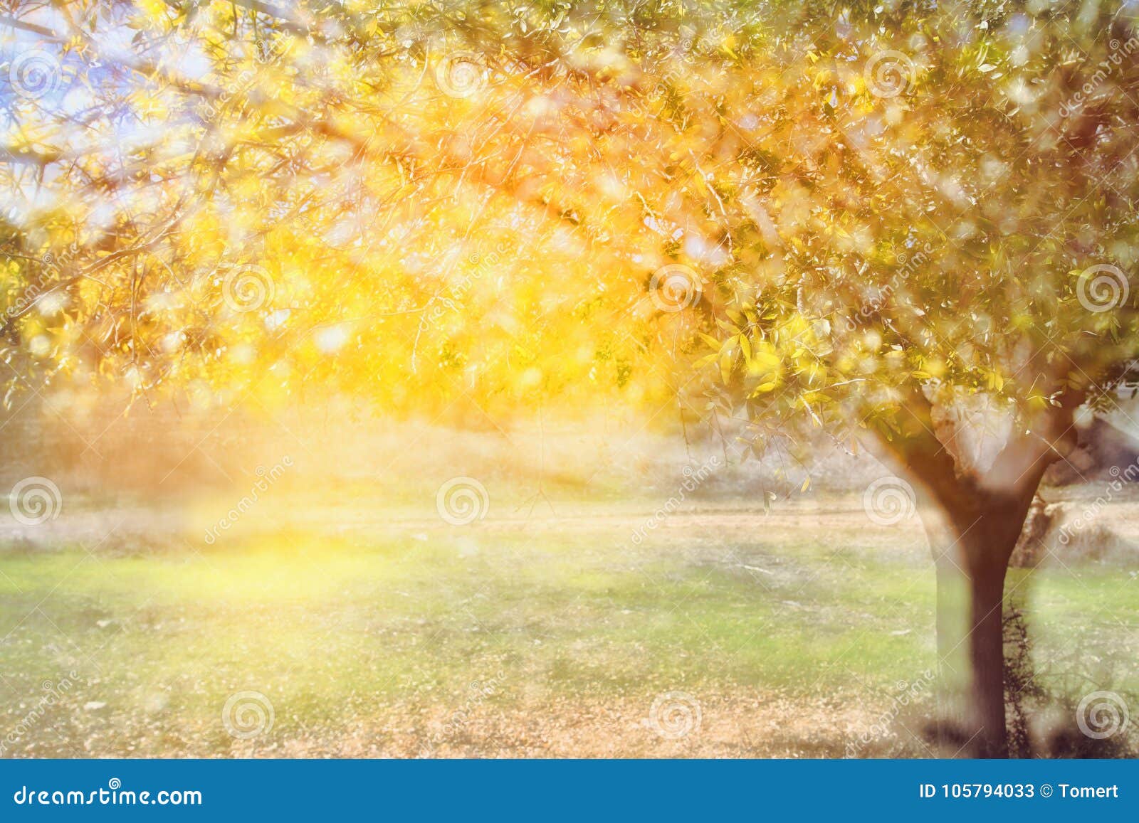 Double Exposure of Single Trees during Spring Time. Stock Image - Image ...