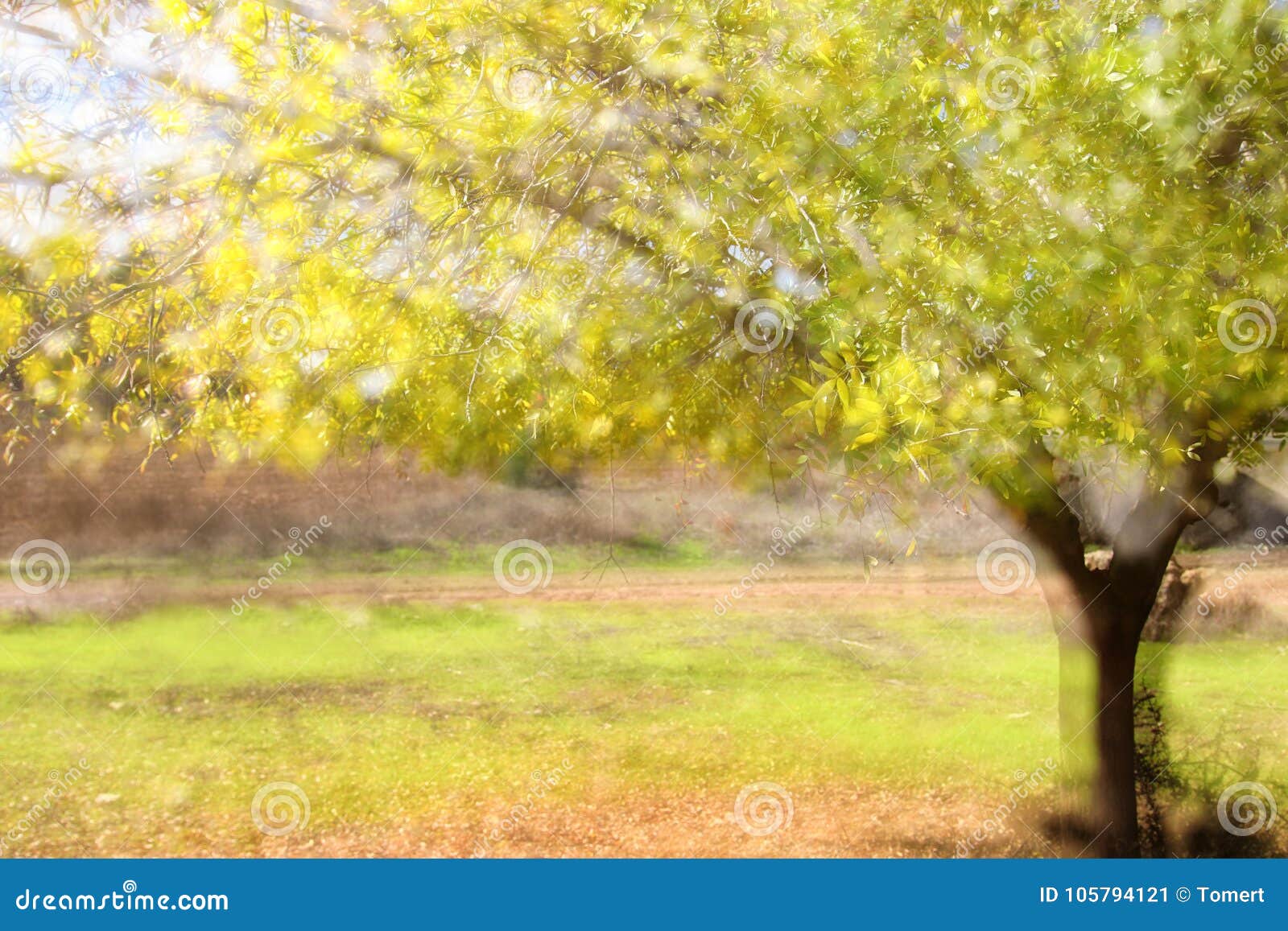 Double Exposure of Single Trees during Spring Time. Stock Image - Image ...