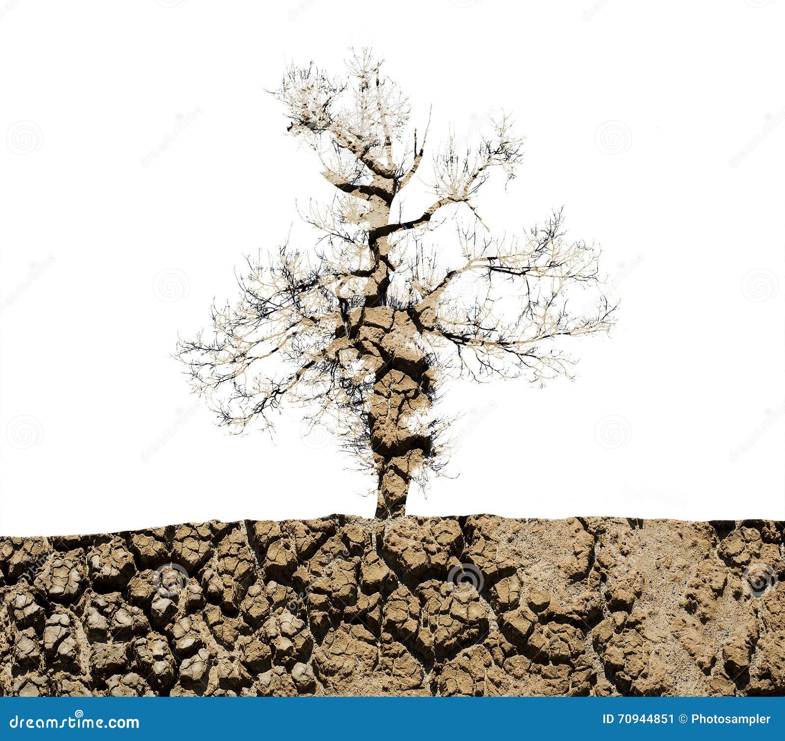 Double exposure tree stock image. Image of land, technique - 70944851