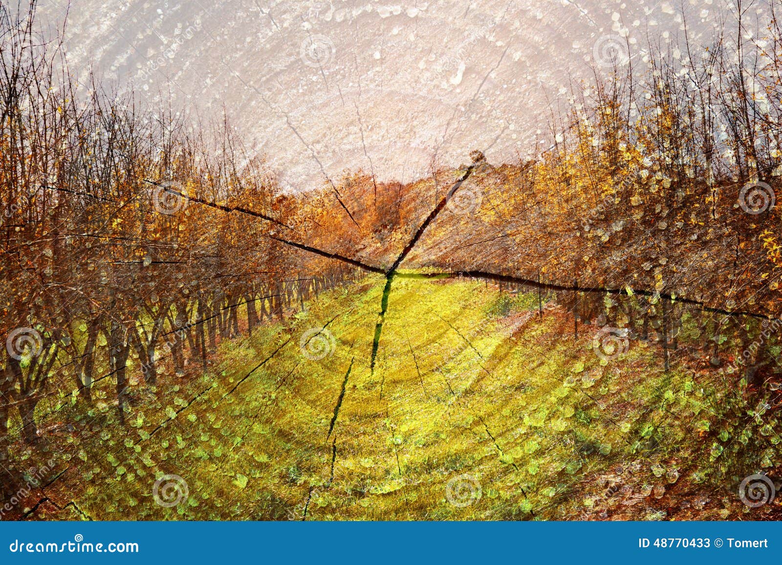 Double Exposure of Trees at Woods and Cut Tree Trunk. Nature Background ...