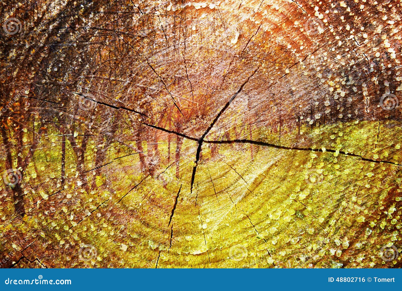 Double Exposure of Trees at Woods and Cut Tree Trunk. Nature Background ...