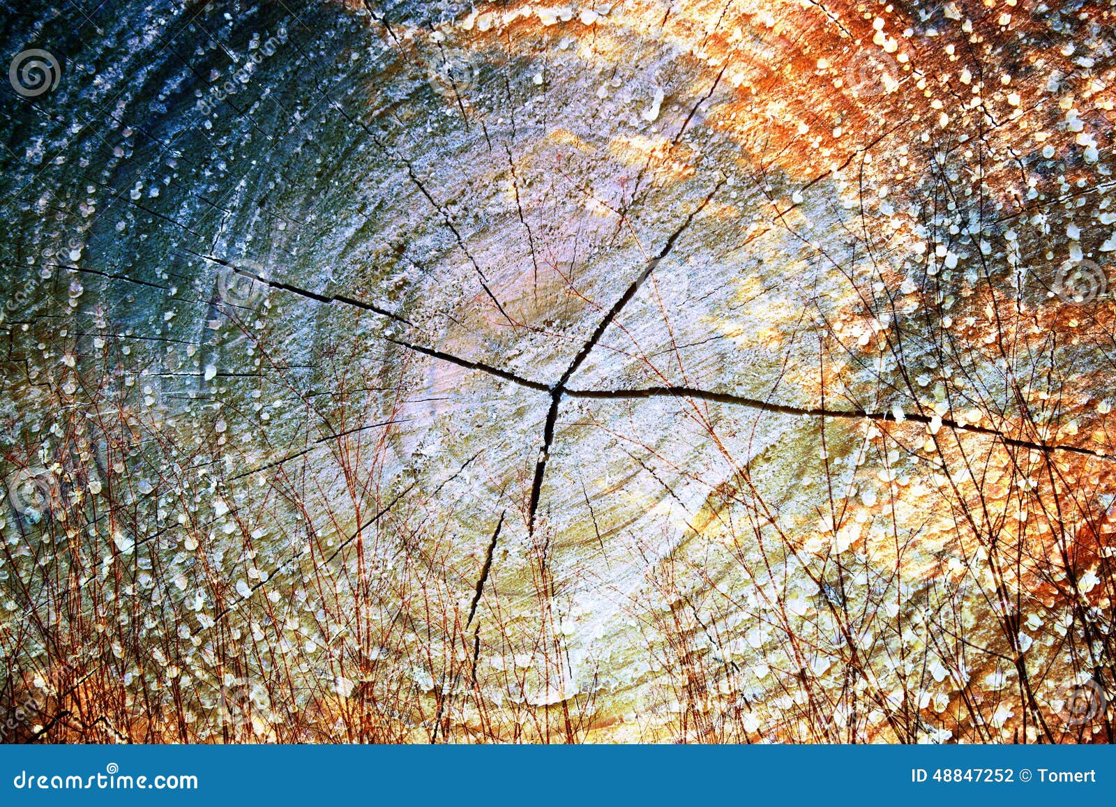 Double Exposure of Trees at Woods and Cut Tree Trunk. Nature Background ...