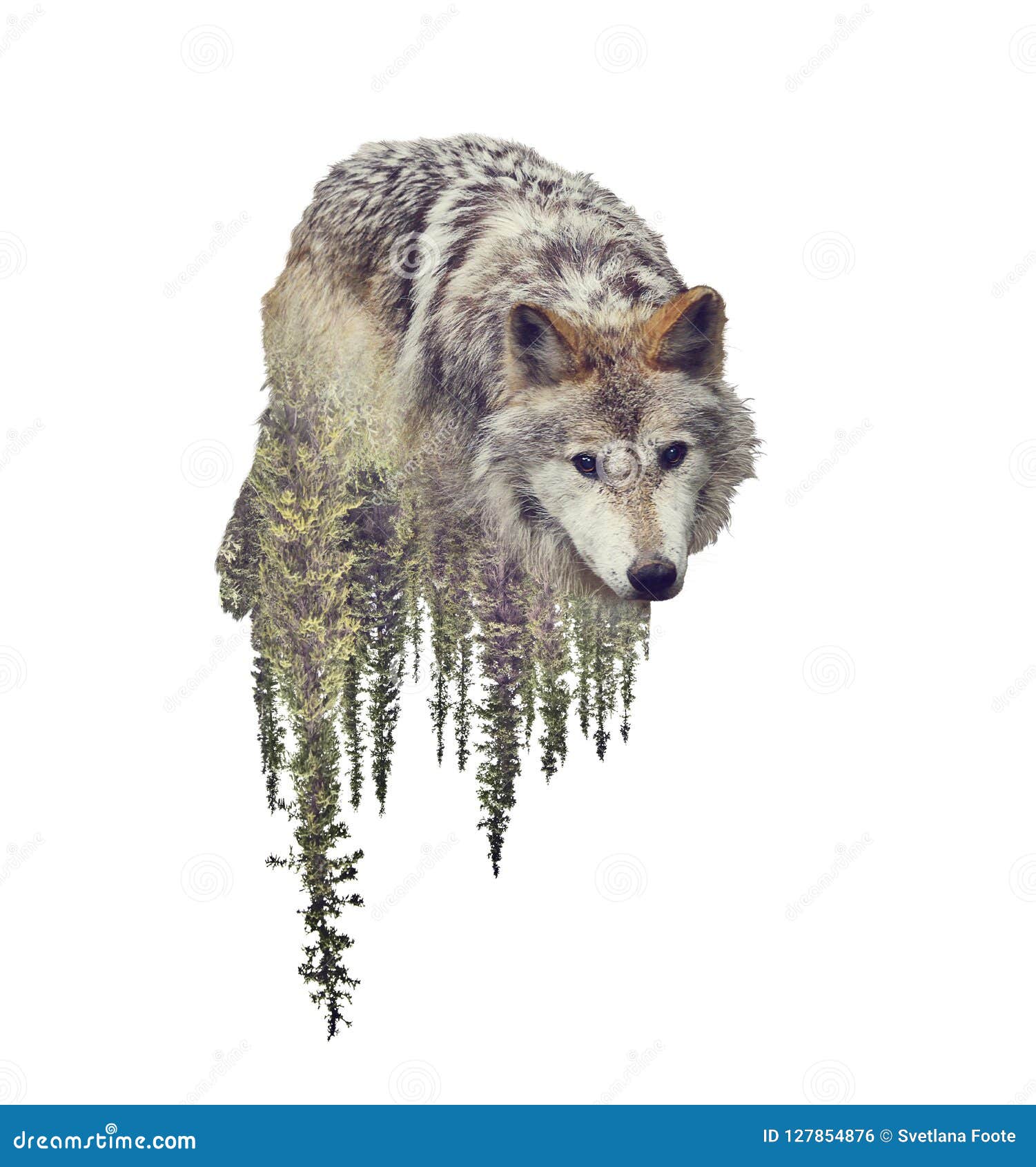 Double Exposure of Wolf and Pine Forest Stock Photo - Image of ...