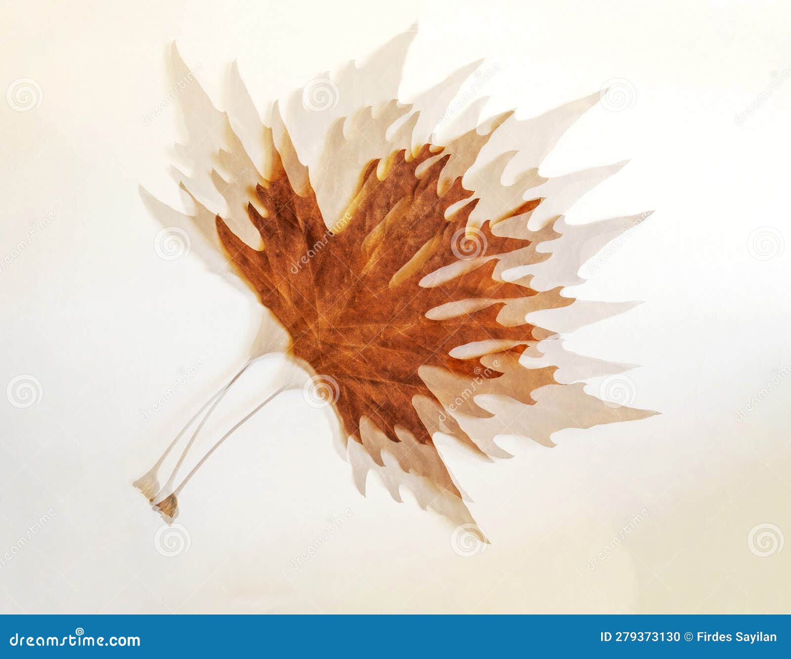 Double Exposure of Yellow Autumn Plane Tree Leaf. Multiple Exposure ...