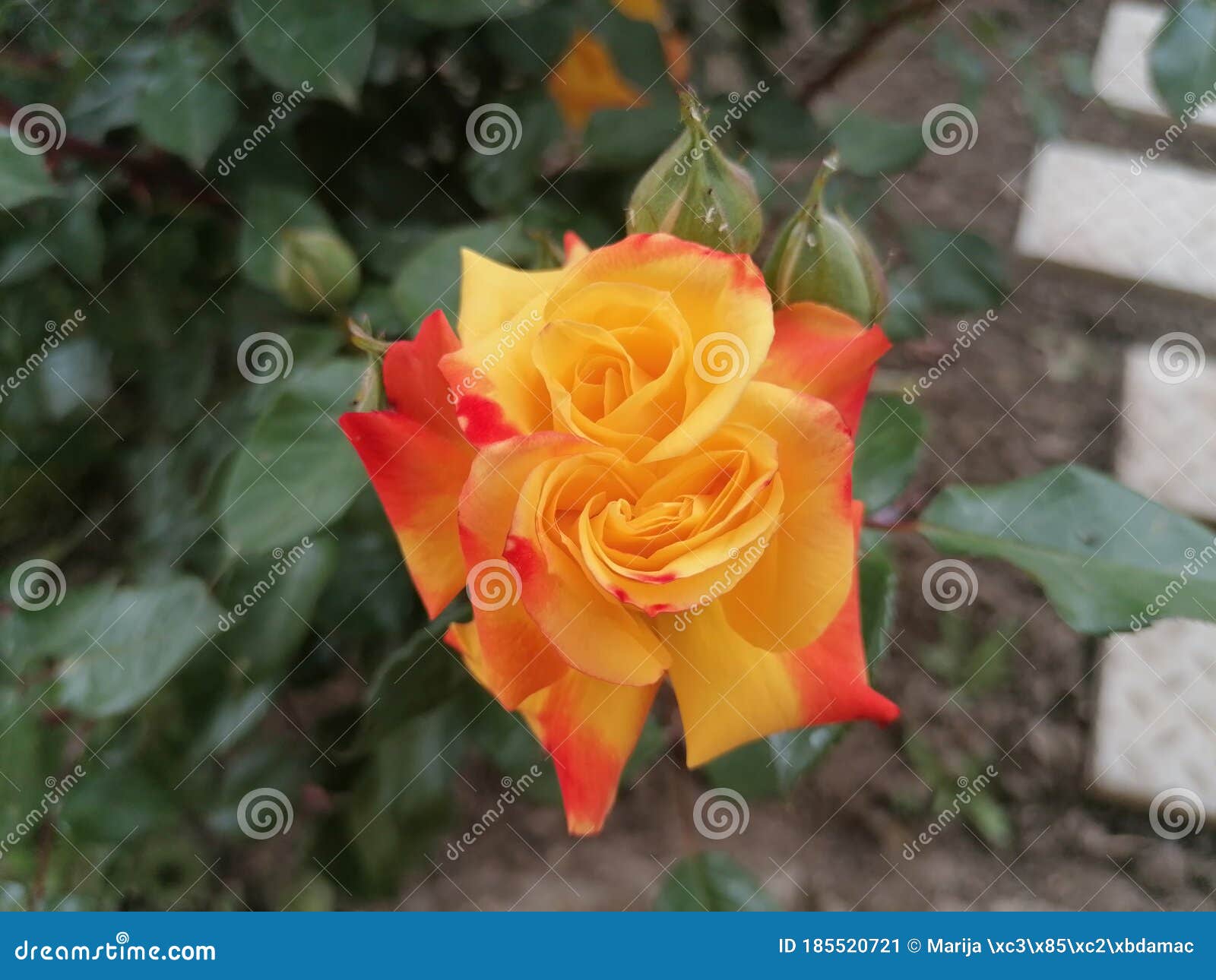 Double Fire Rose stock image. Image of bouquet, orange - 185520721