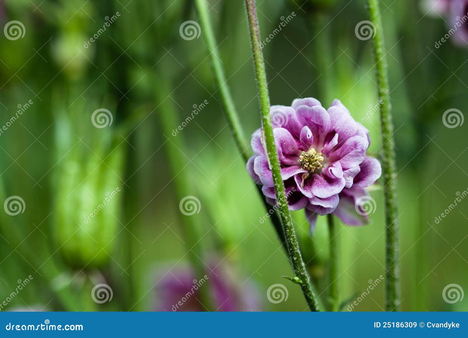 Double Flower Primrose, Primula, Pale Lavendar Stock Image - Image of ...