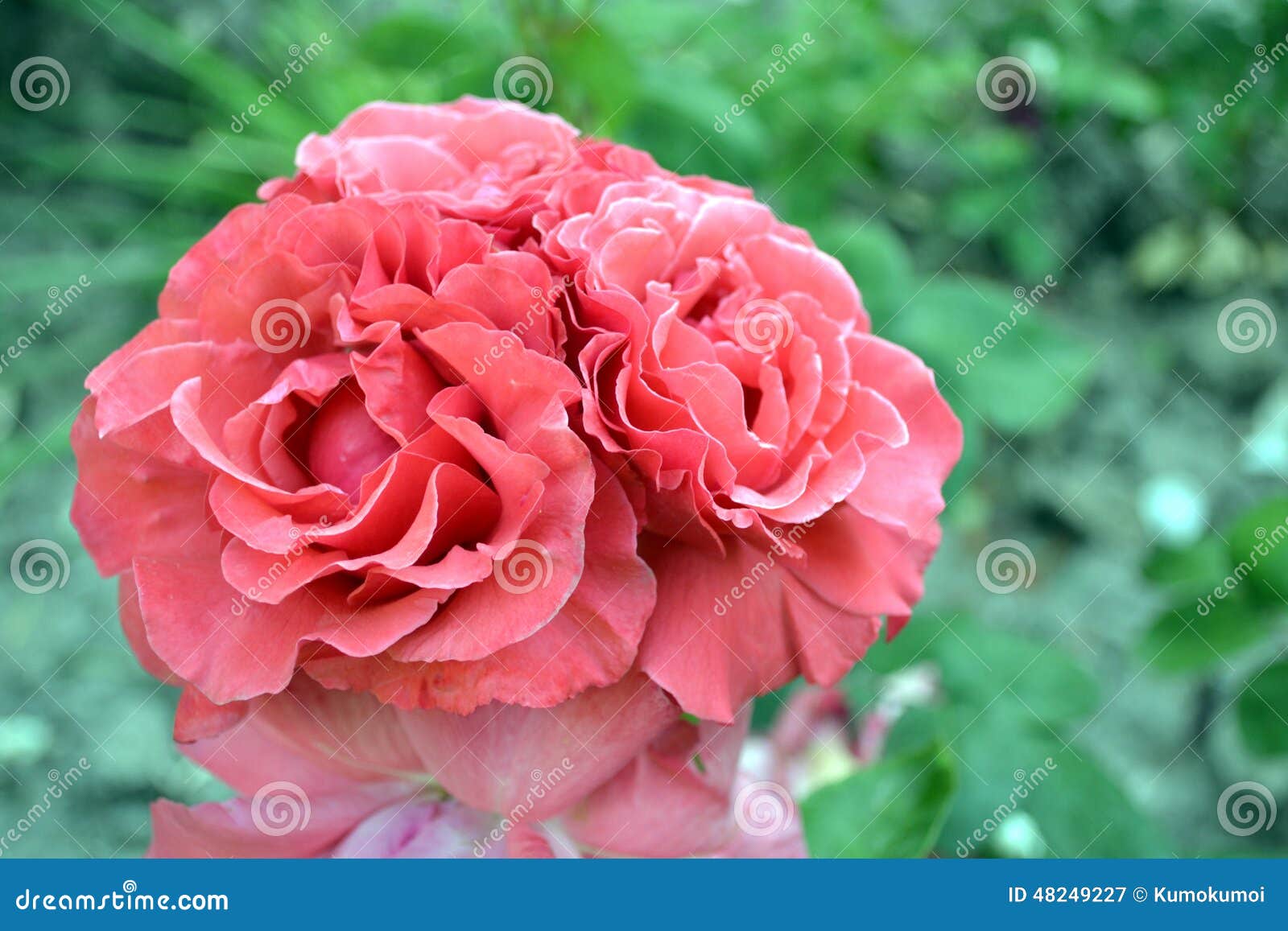 Double-Flowered stock image. Image of flora, guzmania - 48249227