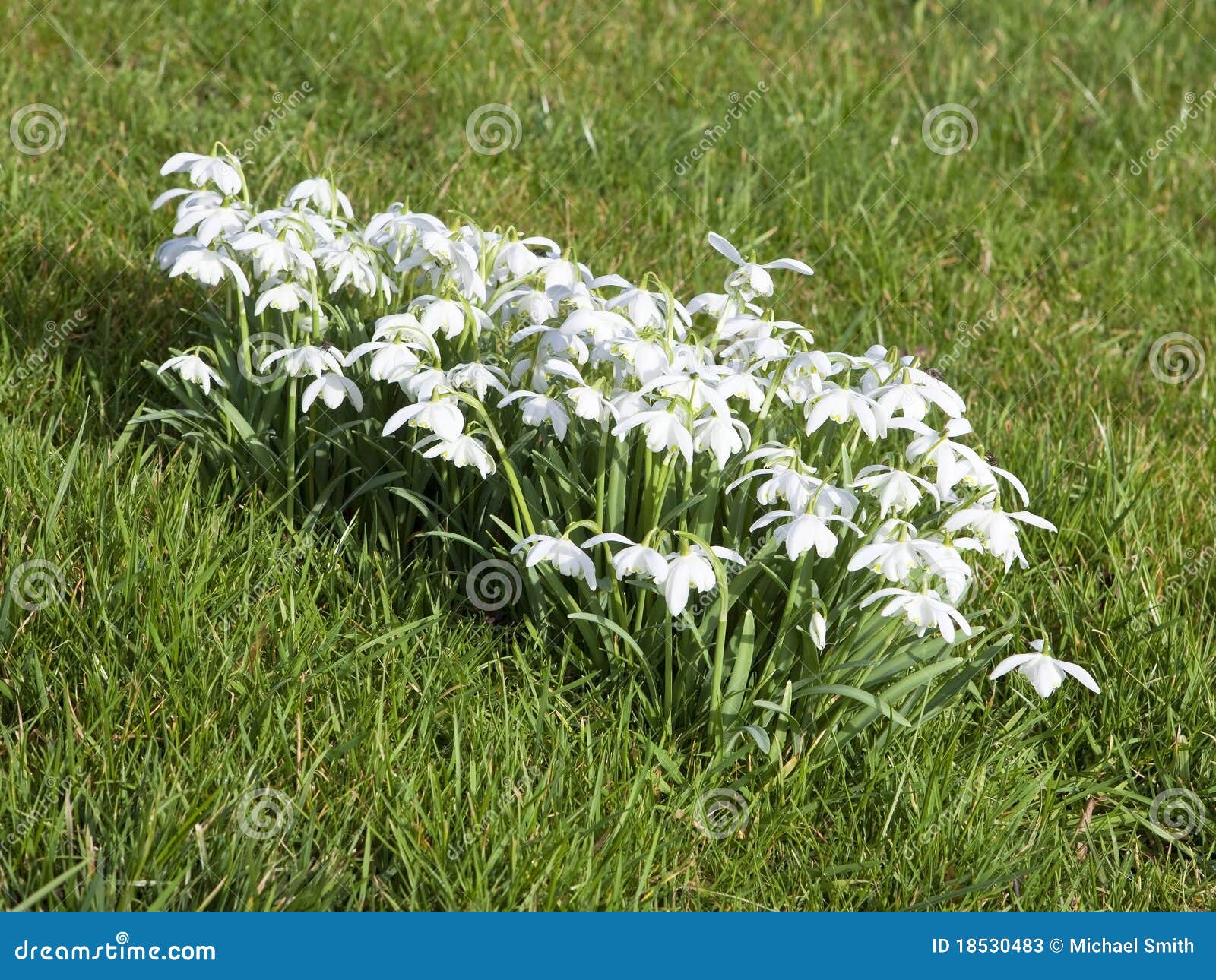 Double flowered snowdrops stock image. Image of garden - 18530483
