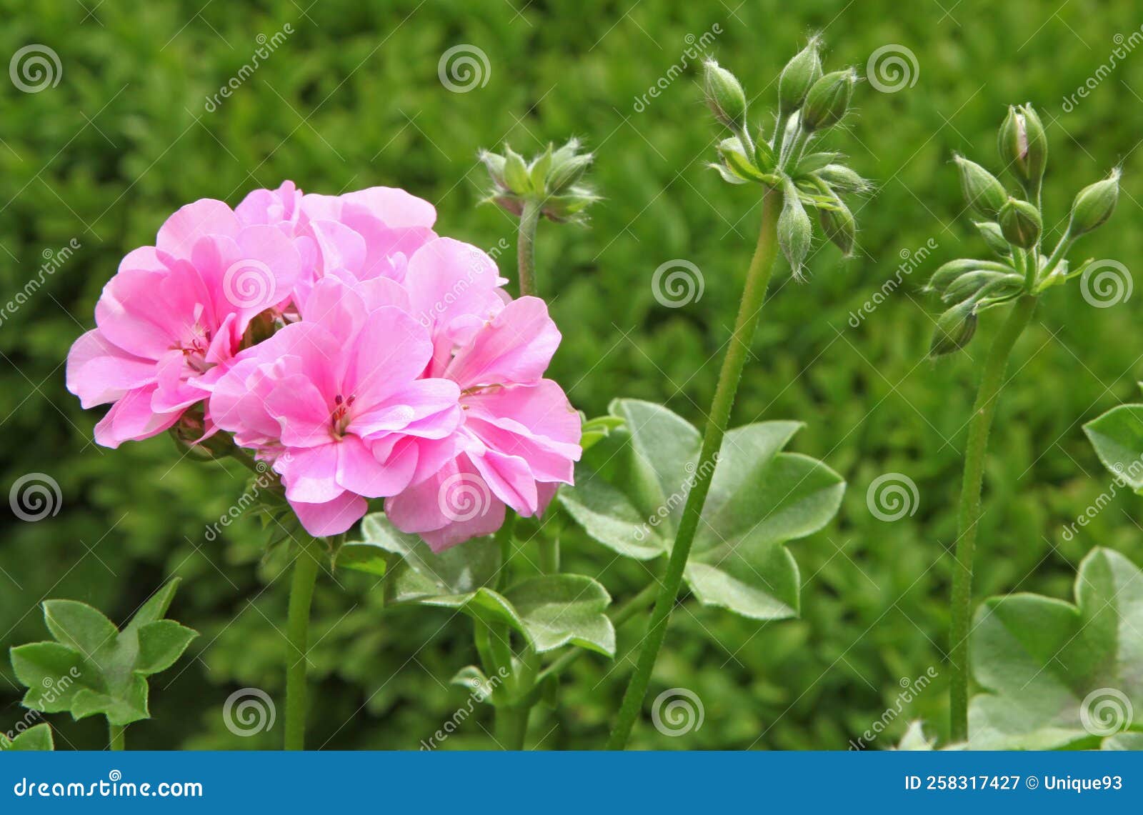 Double Flowers of Ivy Geranium Stock Image - Image of flower ...