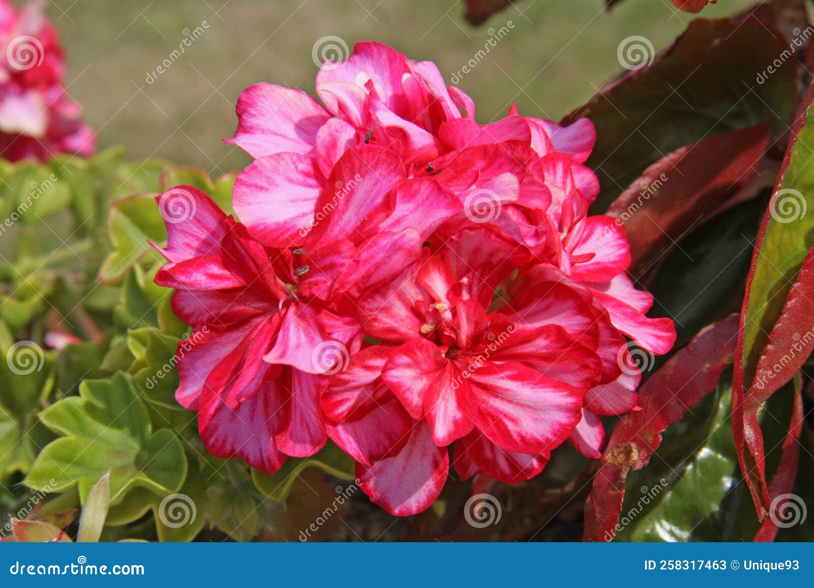 Double Flowers of Ivy Geranium Stock Image - Image of garden, isolated ...