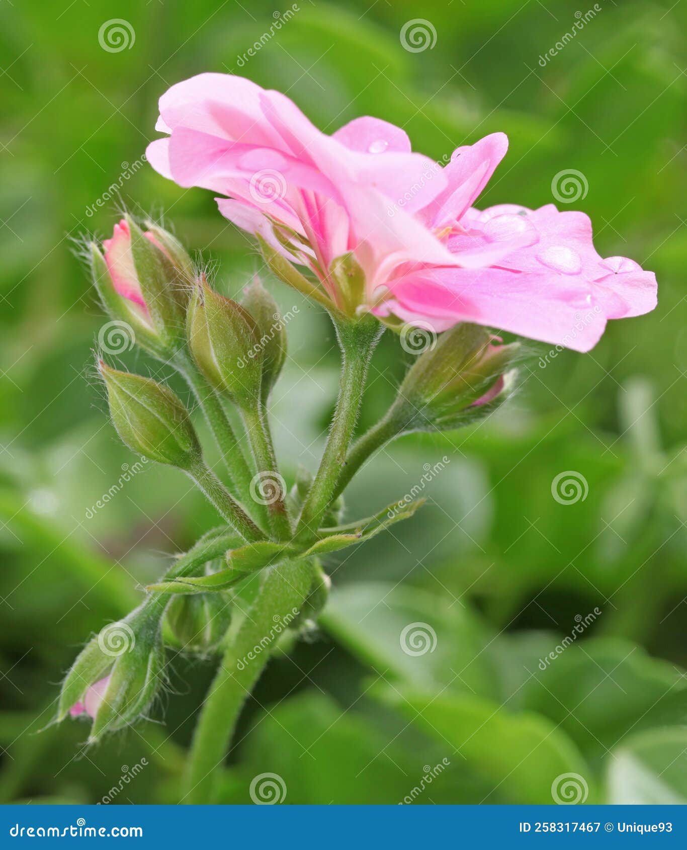 Double Flowers of Ivy Geranium Stock Image - Image of spring, plant ...
