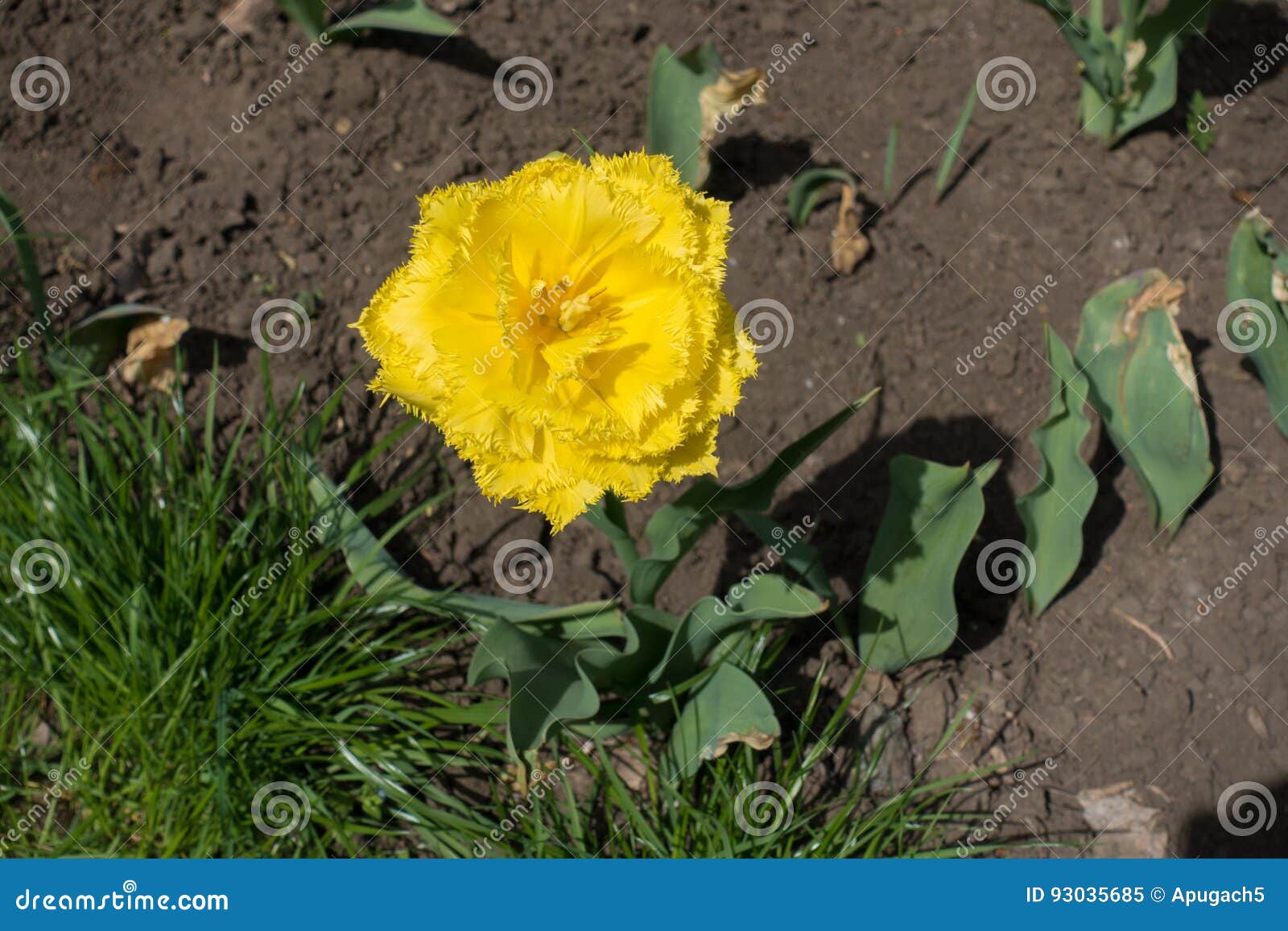 Double Fringed Bright Yellow Tulip from Above Stock Image - Image of ...