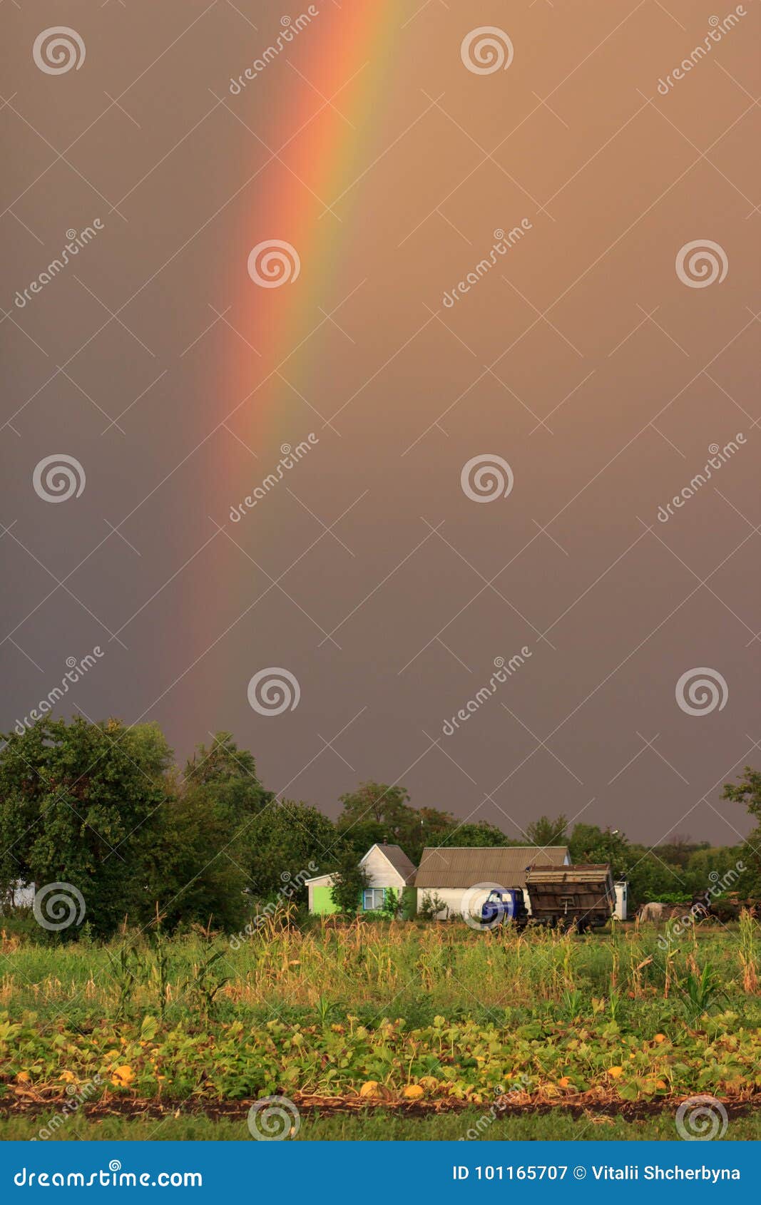 Rainbow over tree stock image. Image of rainbow, weather - 101165707