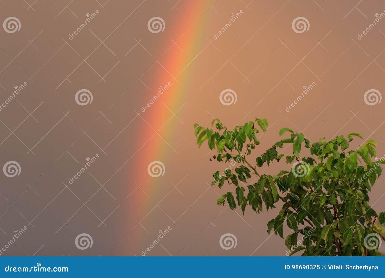 Rainbow over tree stock image. Image of agricultural - 98690325