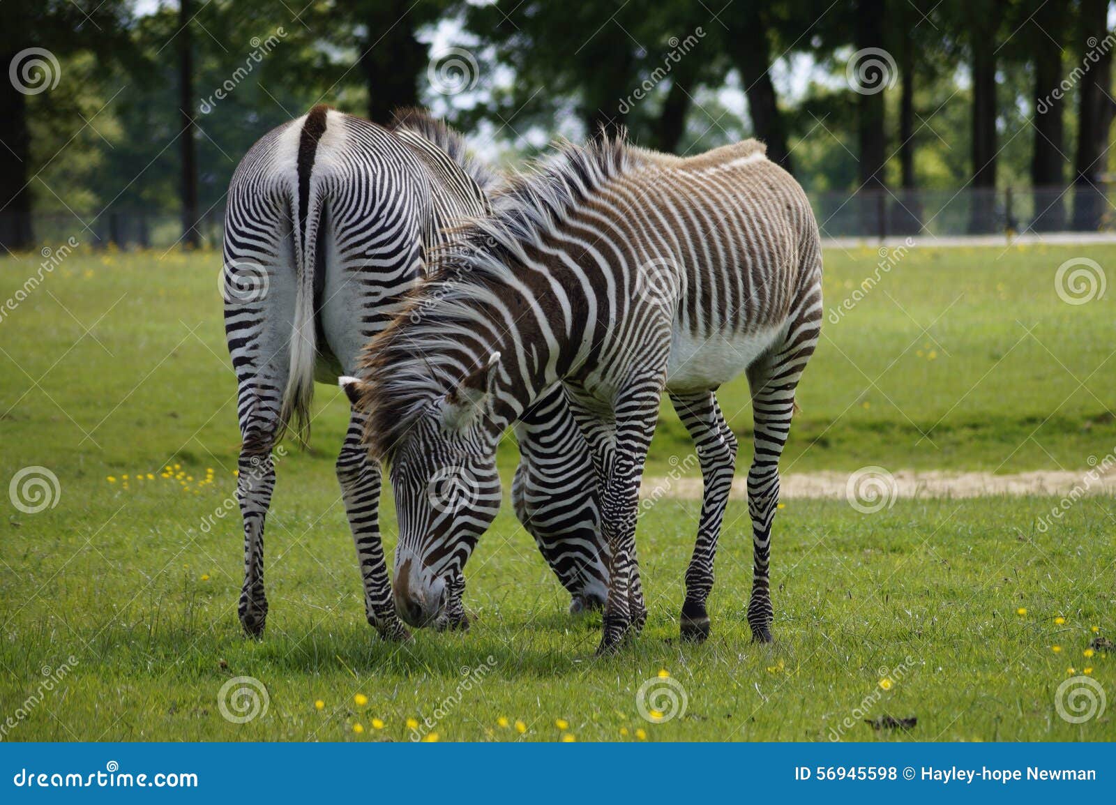 Double the fun zebras stock photo. Image of enjoying - 56945598